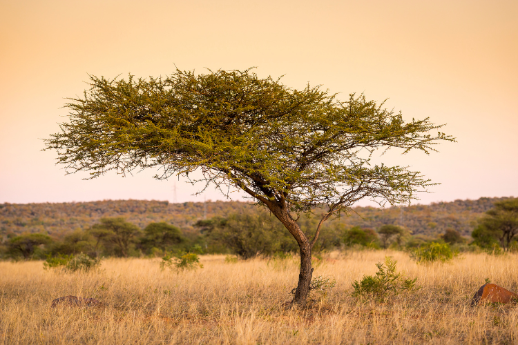 An Ecological Introduction to the Southern African Savanna Biome ...