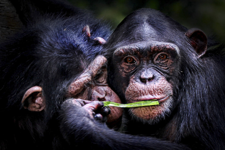 Threats To Primates Including Climate Change, Habitat Loss & Disease ...