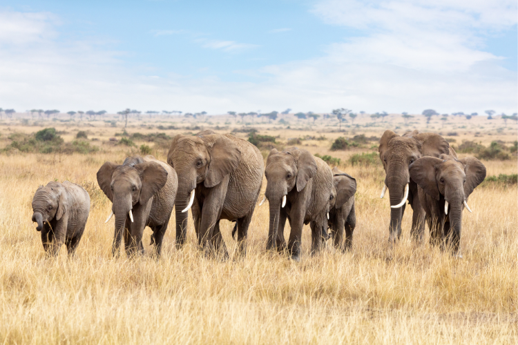 The Masai Mara: a complex tapestry of challenges and triumphs ...
