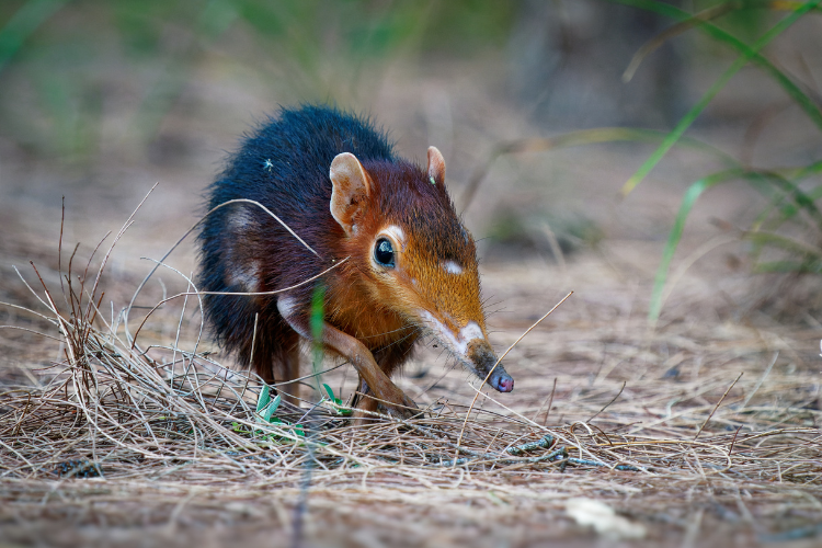 Using Capture–Mark–Release Methods to Inform Ecological and ...