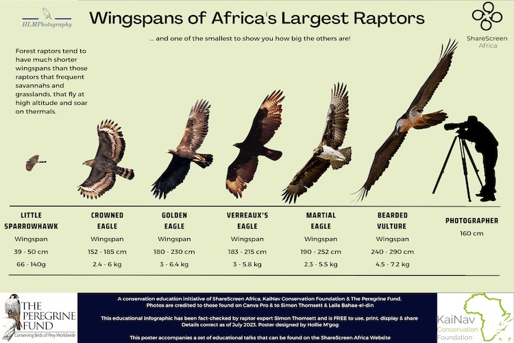 Wingspan Africa Expansion At Lonnie Allen Blog Wingspan Africa Expansion At Lonnie Allen Blog